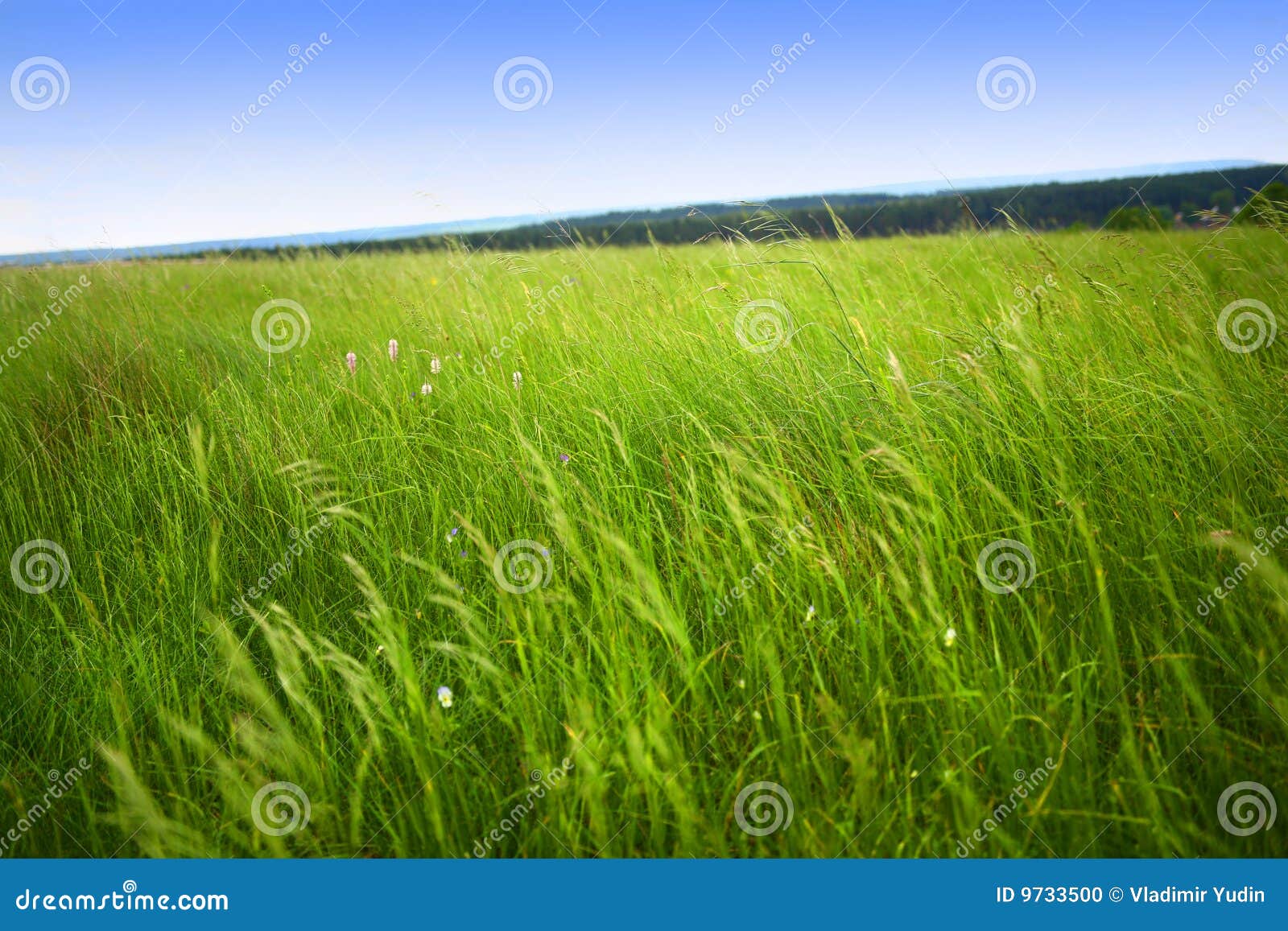 Grass stock photo. Image of lawn, grass, calm, growing - 9733500