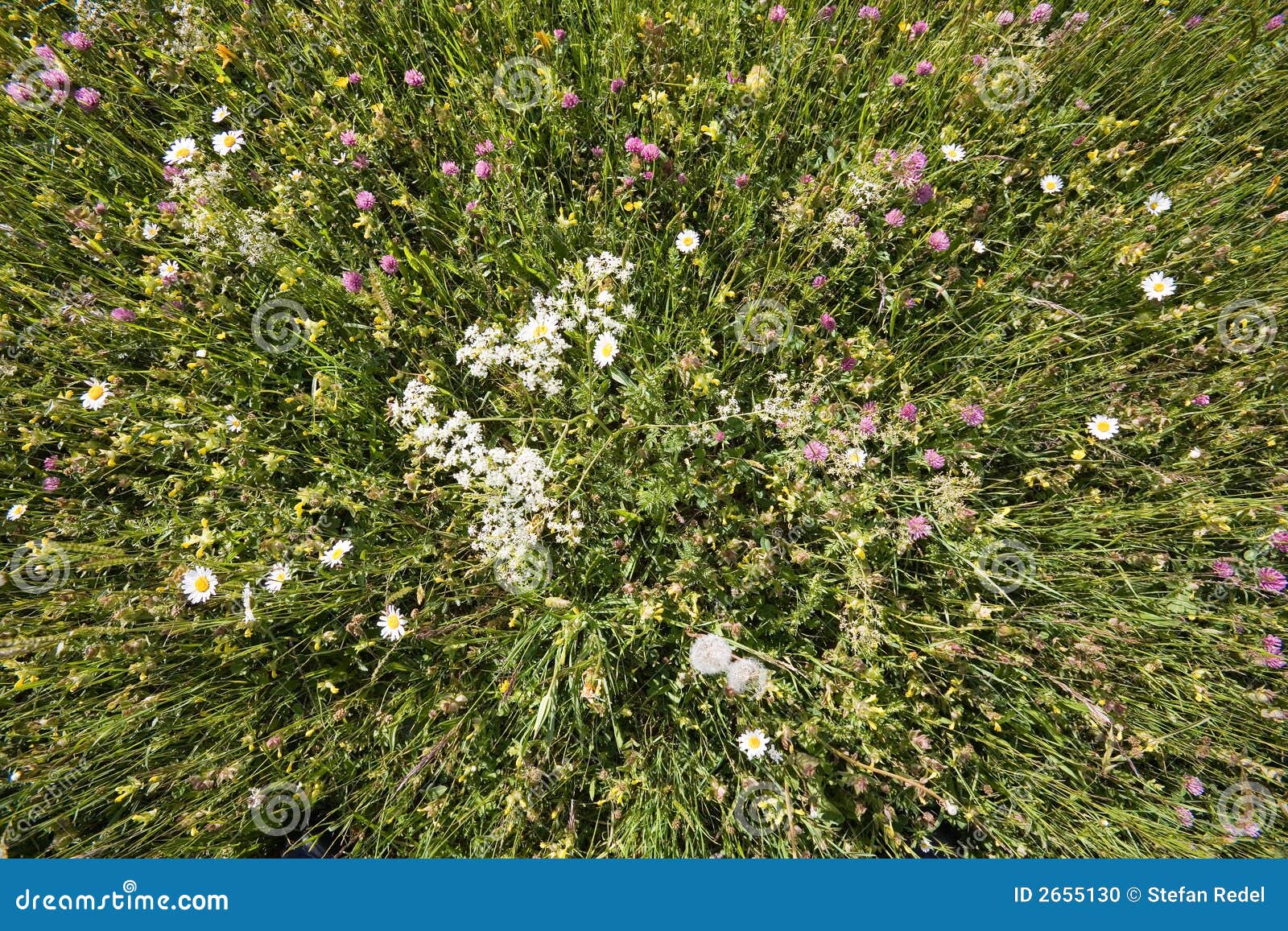 Grass from above stock photo. Image of position, meadow - 2655130