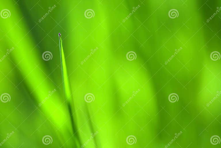 Grass abstract stock photo. Image of garden, macro, vitality - 2341498