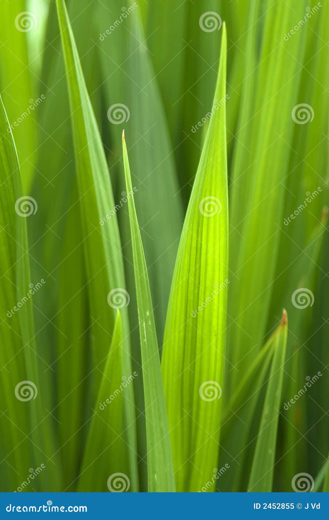 Grass, Abstract, Background.. Stock Photography | CartoonDealer.com ...