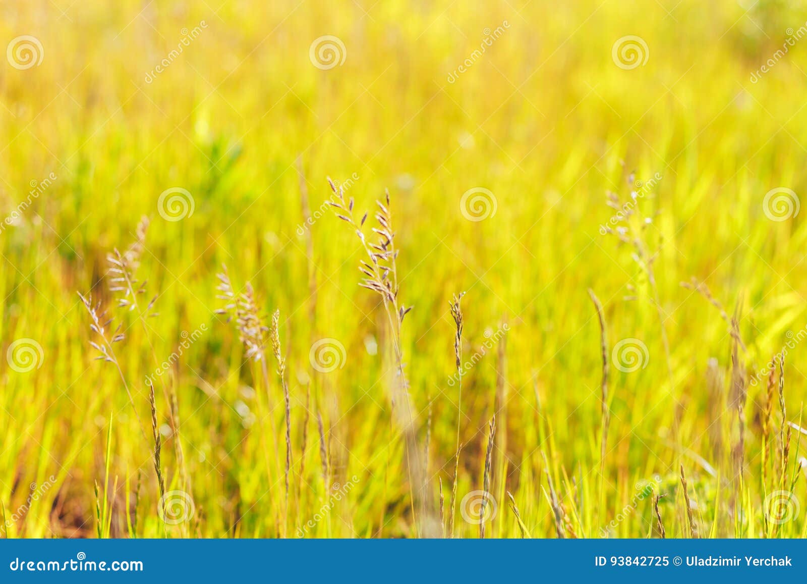 Grass. Abstract Nature Background Stock Image - Image of closeup ...