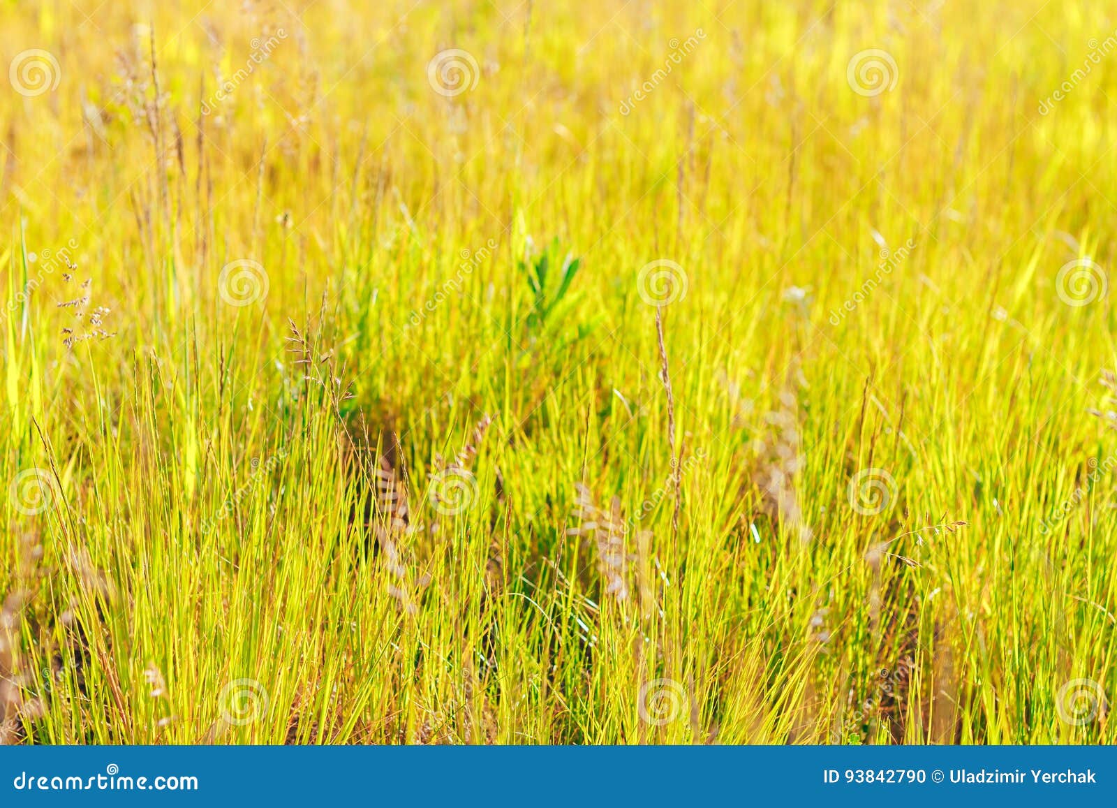 Grass. Abstract Nature Background Stock Photo - Image of beautiful ...
