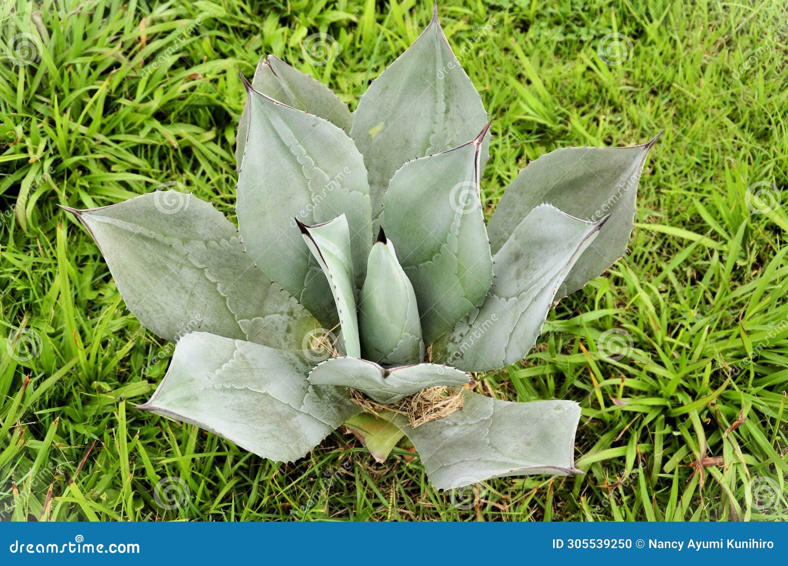 In the Grass an Agave Ovatifolia Growing Stock Photo - Image of subject ...