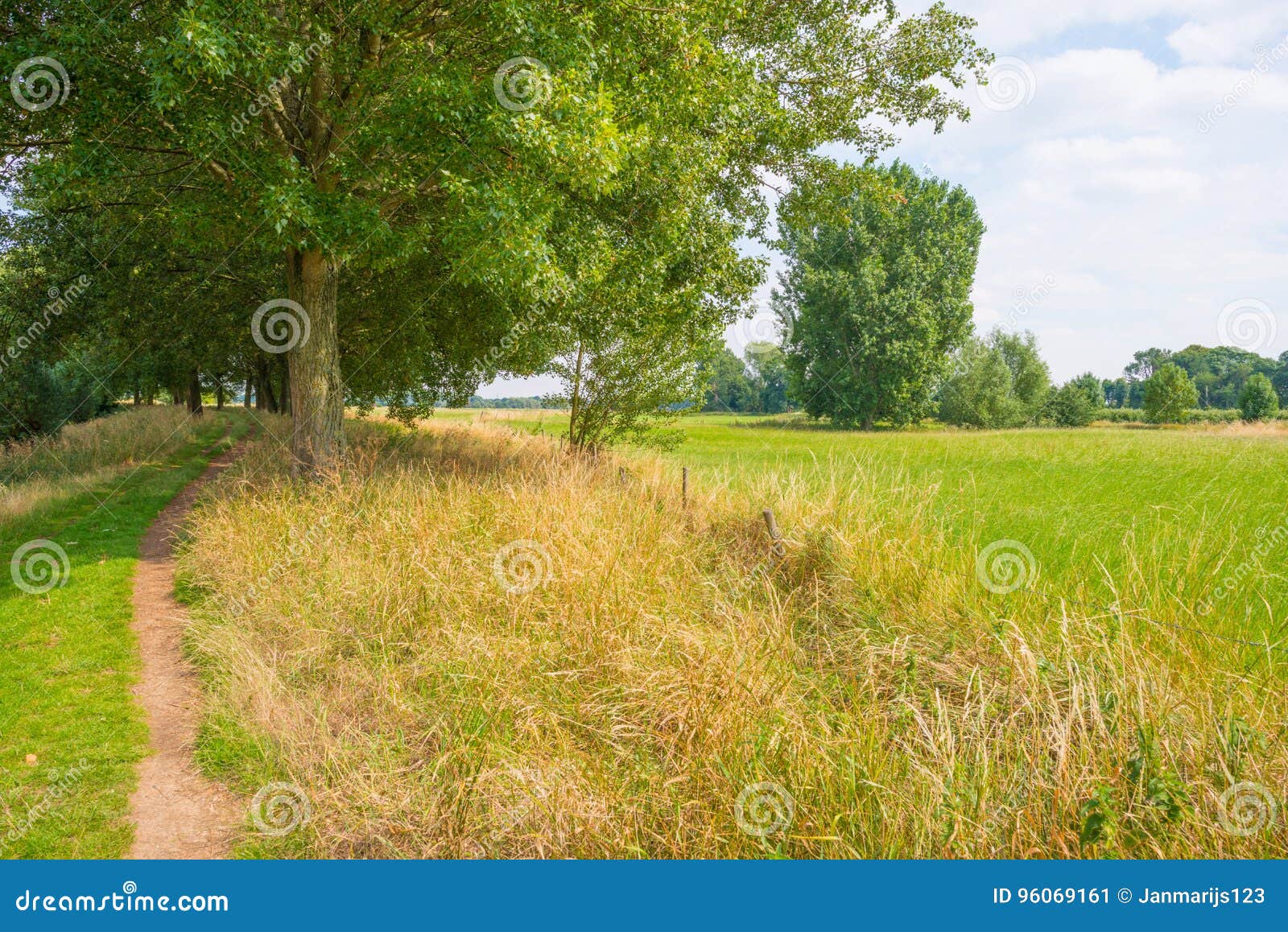 Grass Along a Tree Lined Meadow in Summer Stock Image - Image of clouds ...