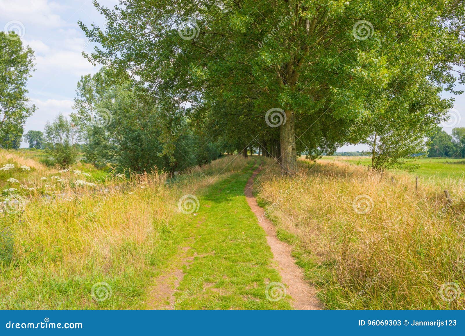 Grass Along a Tree Lined Meadow in Summer Stock Image - Image of plant ...