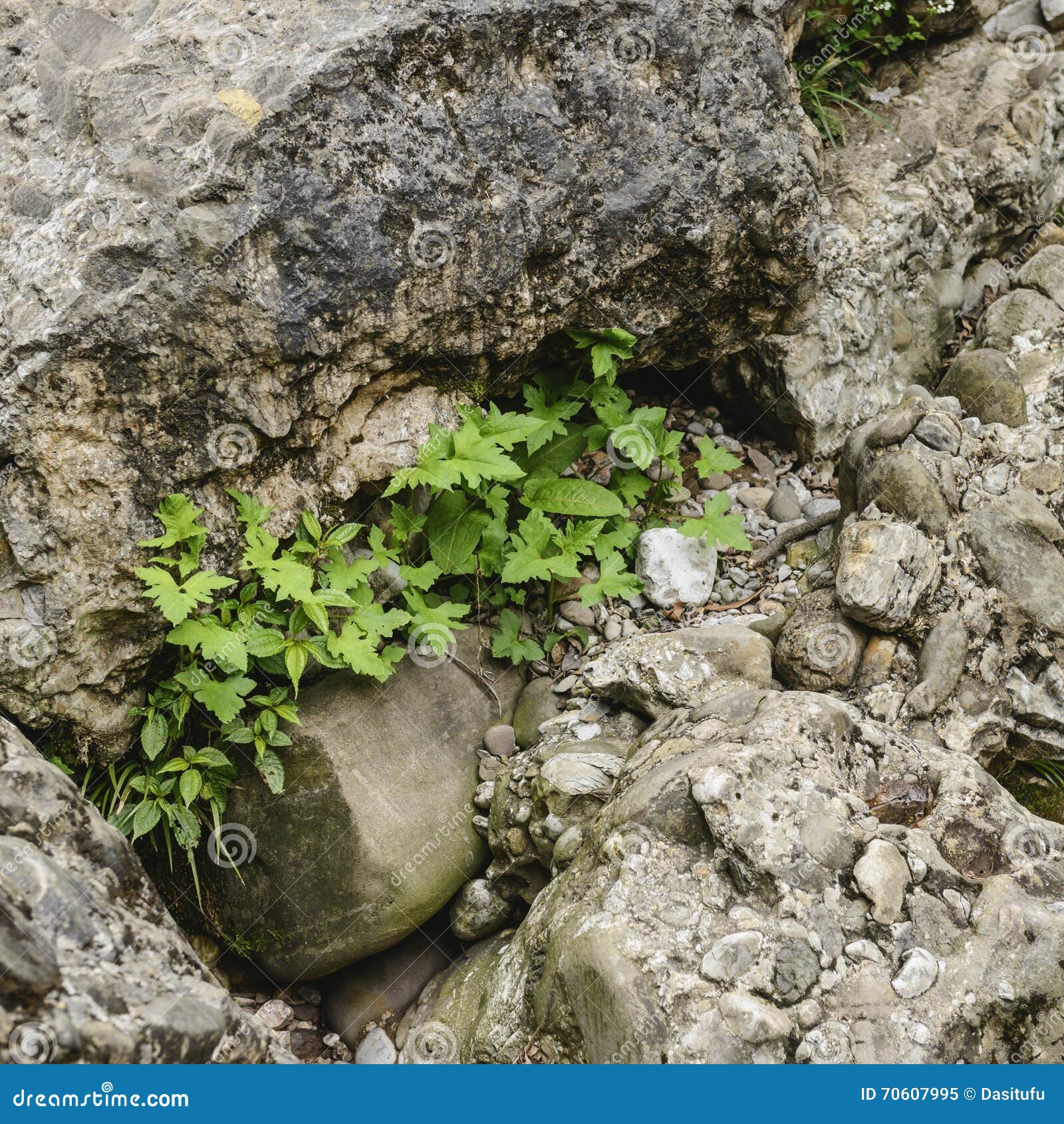 Grass amongst rocks stock image. Image of ecology, grasses - 70607995