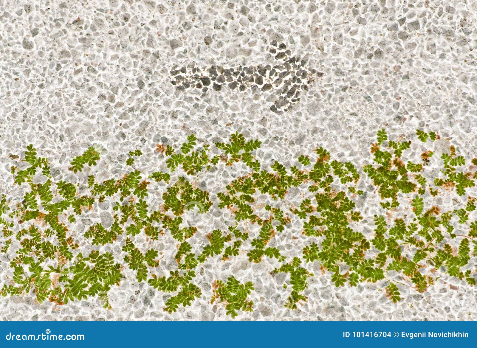 Grass and arrow on gravel stock photo. Image of green - 101416704