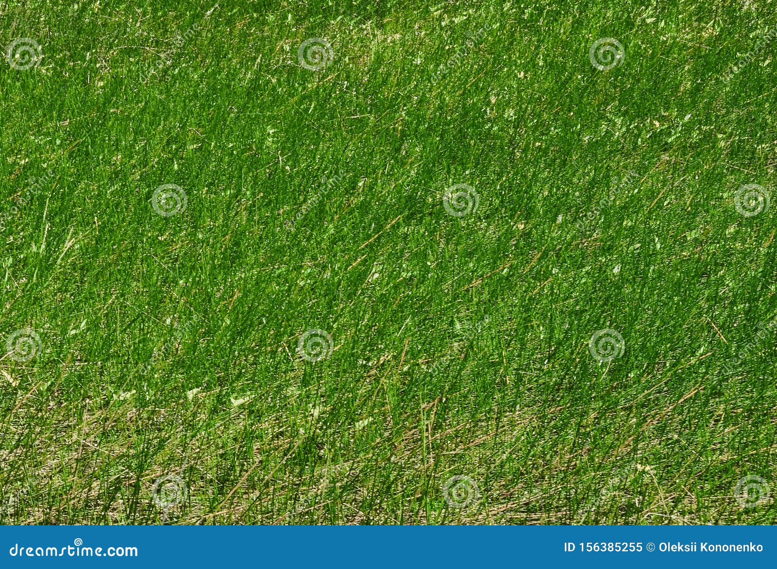 Grass As a Background. Dense Green Vegetation Stock Image - Image of ...