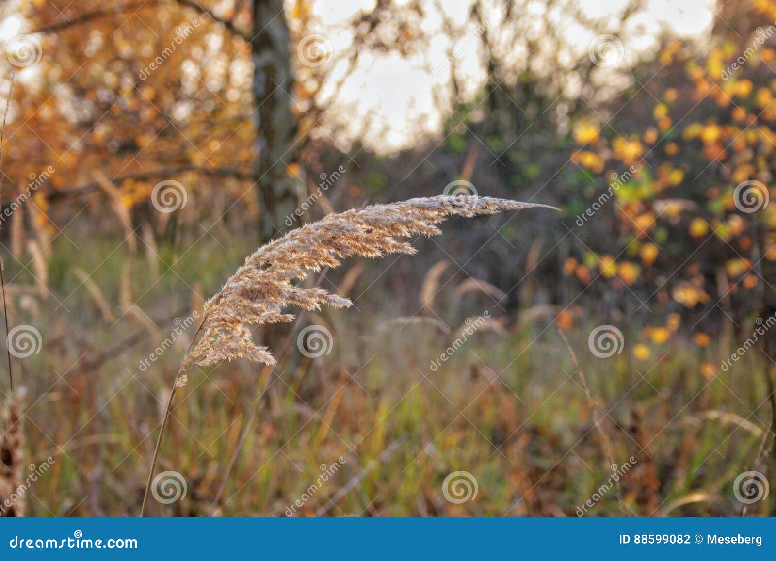Grass in autum stock photo. Image of fall, growth, bright - 88599082