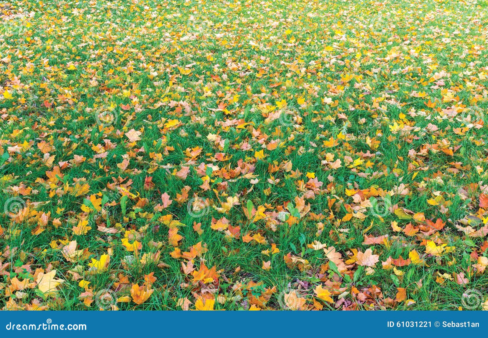Grass in Autumn stock image. Image of environment, closeup - 61031221