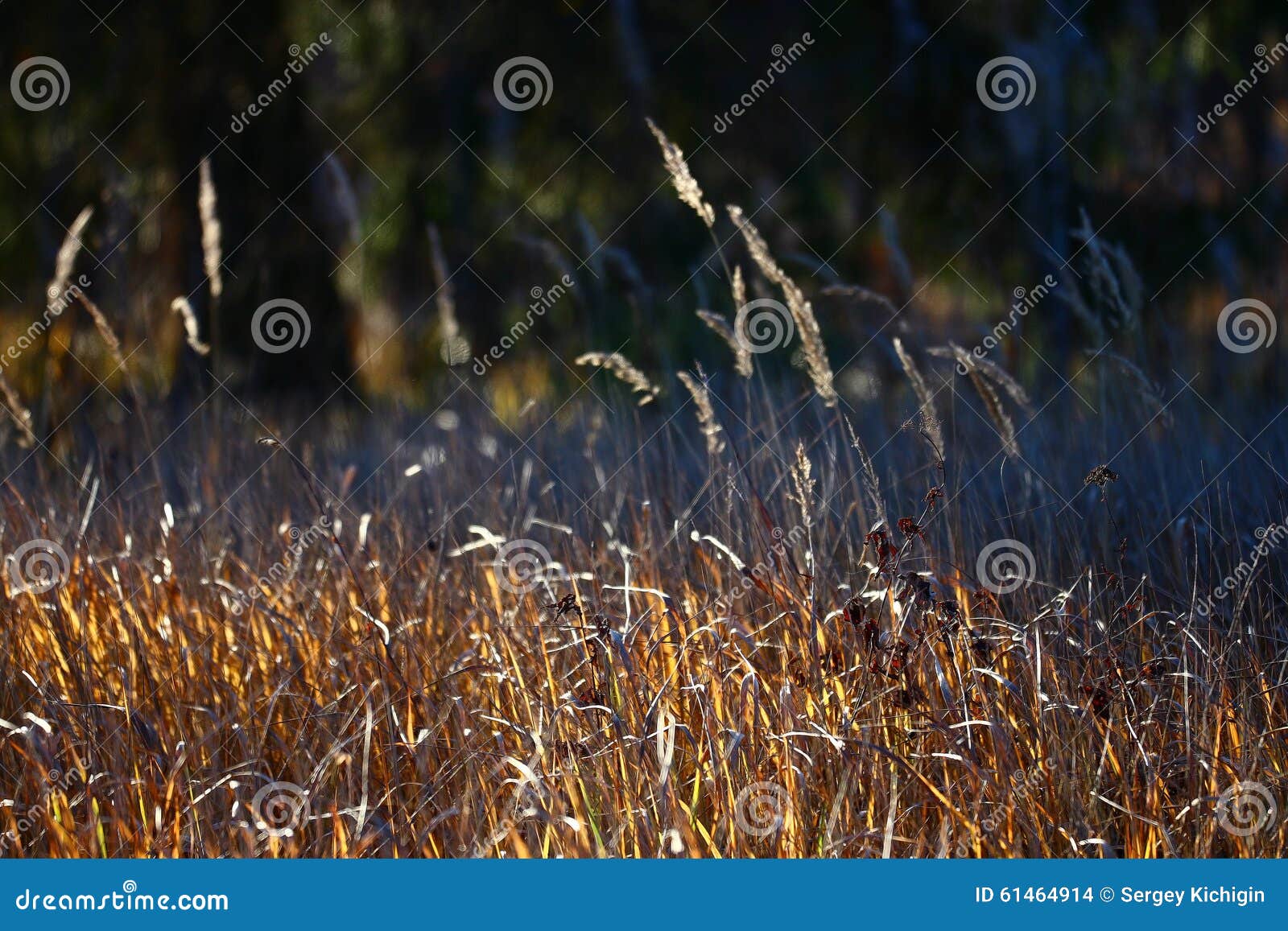Grass in autumn field stock photo. Image of color, beauty - 61464914