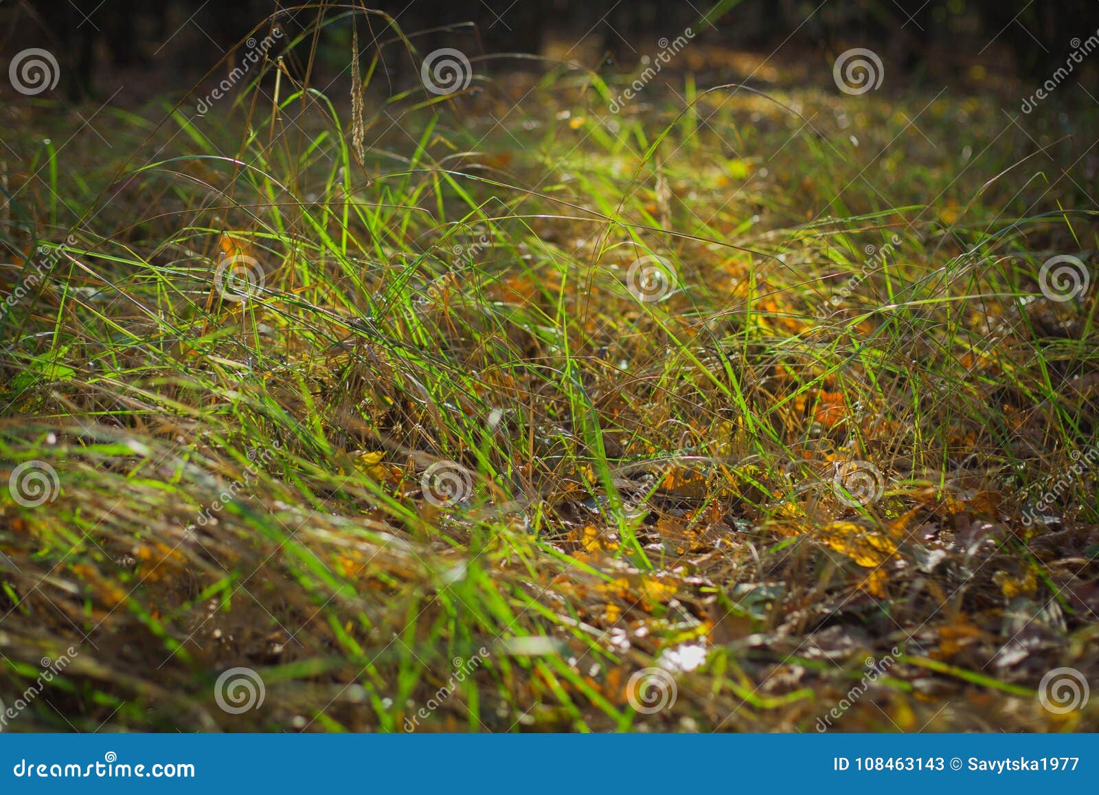 Grass in the autumn forest stock image. Image of forest - 108463143