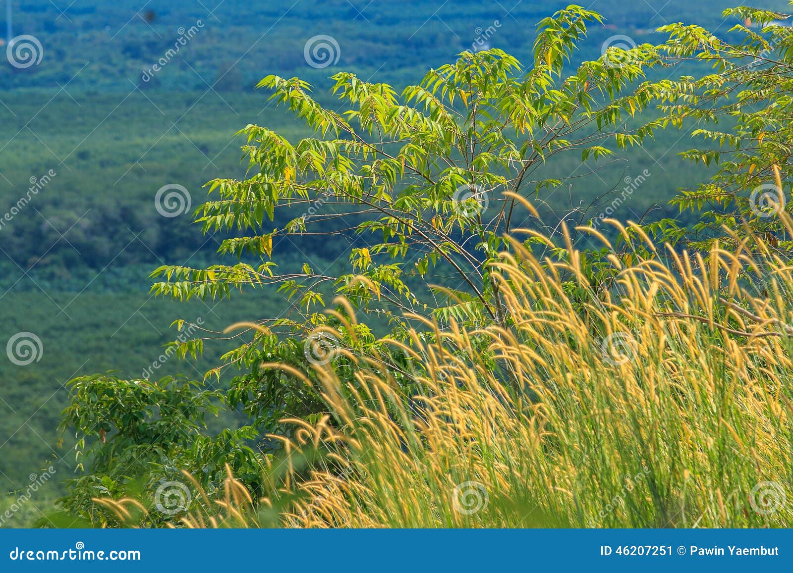 Grass in autumn stock image. Image of flower, meadow - 46207251