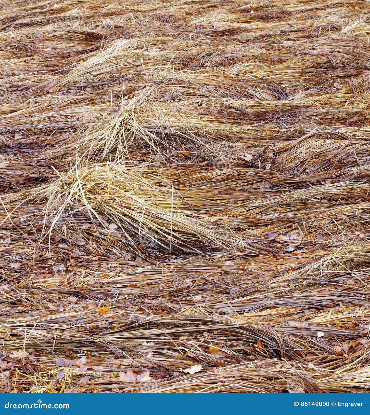 Grass in autumn stock photo. Image of brown, background - 86149000