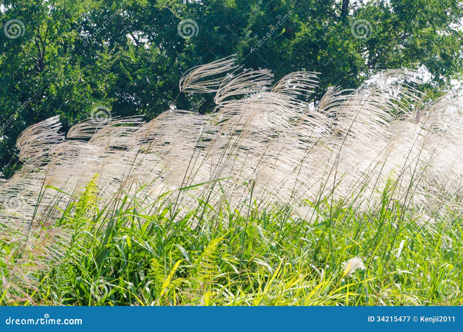 Grass in autumn stock image. Image of country, natural - 34215477