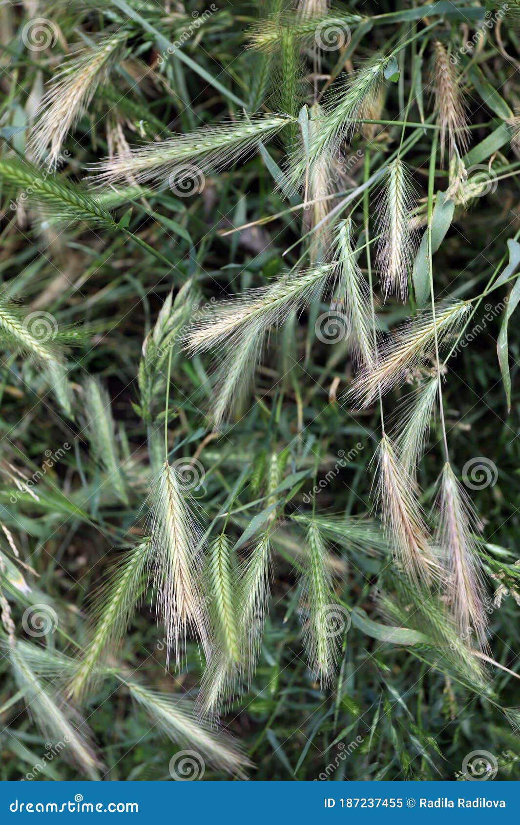 Phenomenal Gallery Of Awns Ideas | Lantarexa