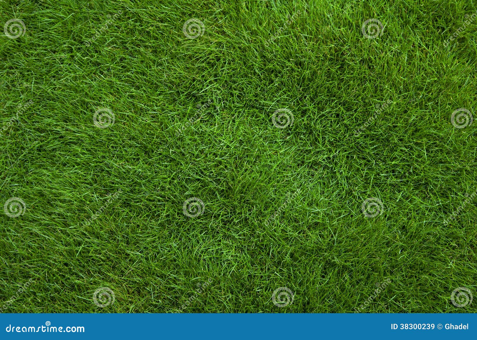 Grass background stock image. Image of backdrop, background - 38300239