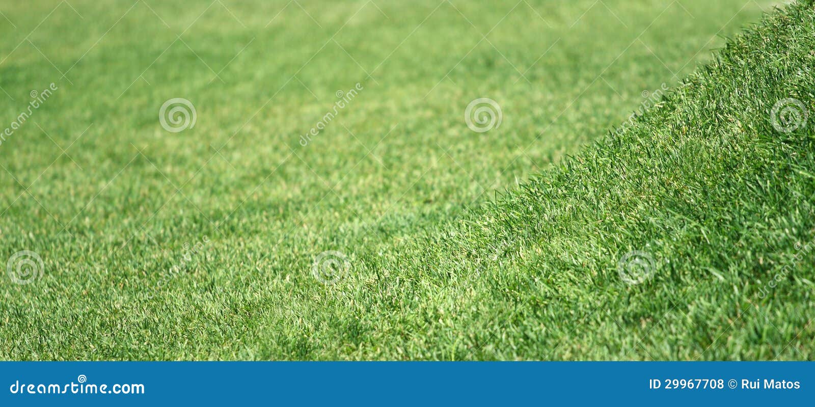 Grass stock photo. Image of focused, sunny, gardening - 29967708