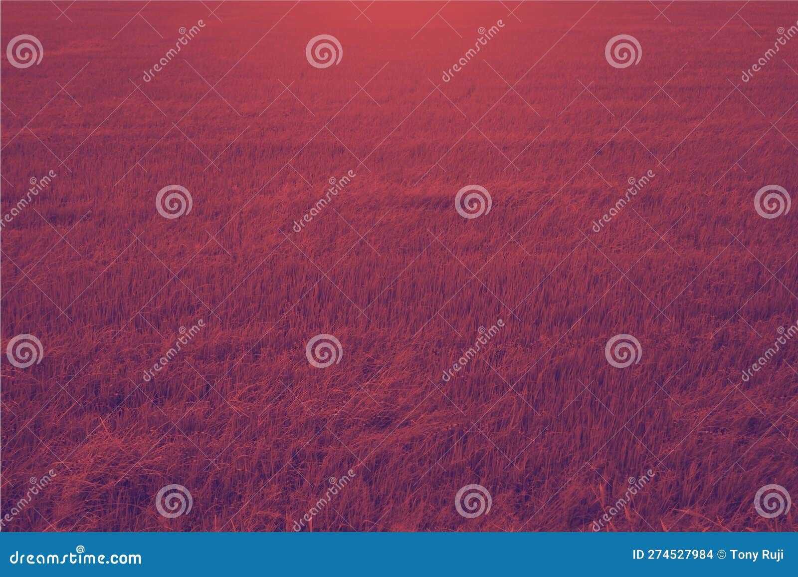 Grass Background. Color Grass Texture Stock Photo - Image of grassy ...