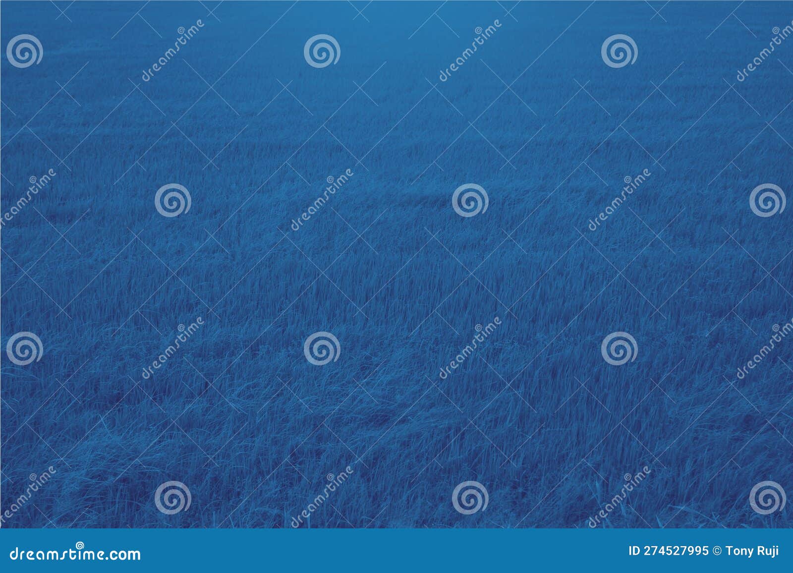 Grass Background. Color Grass Texture Stock Image - Image of grassland ...