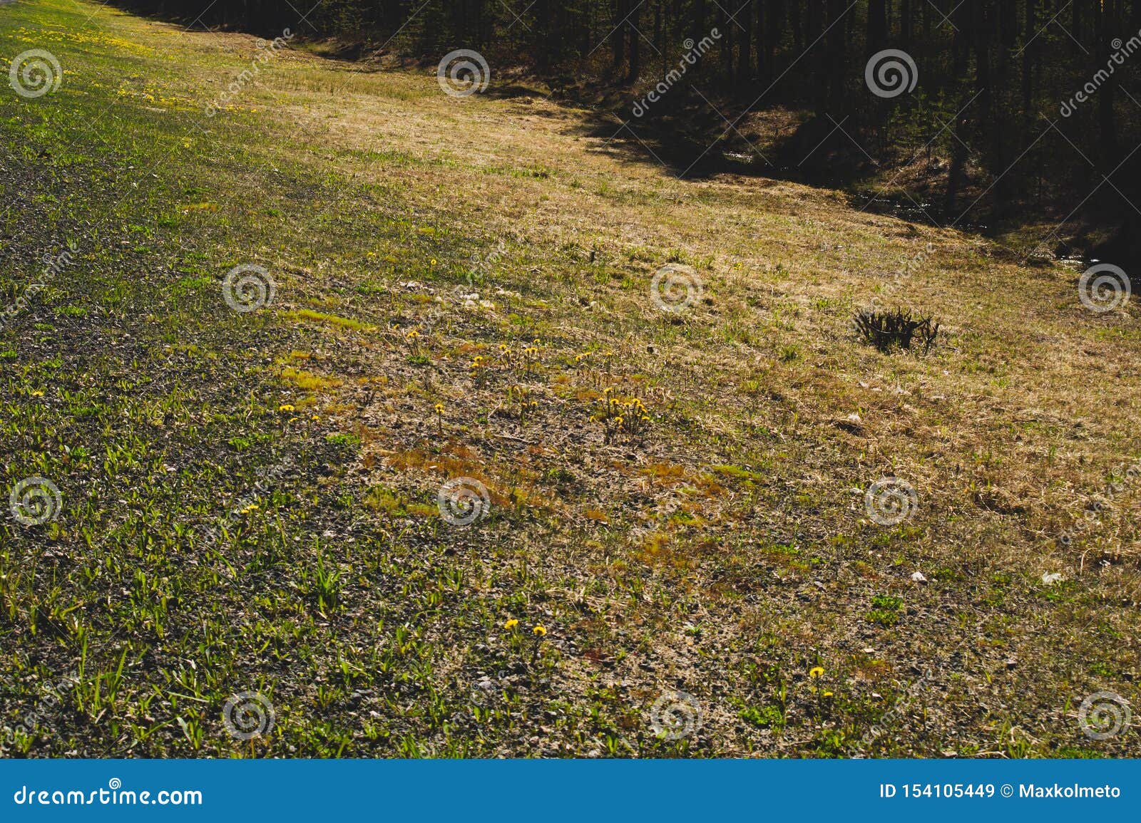 Grass Background. Floral Texture. Nature Backdrop Stock Image - Image ...