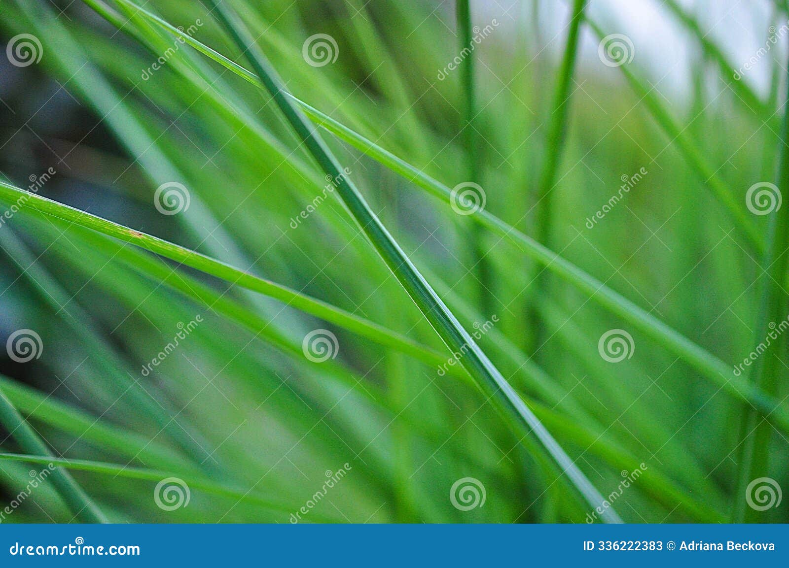 Grass- Structure in the Nature Stock Image - Image of grass, flower ...