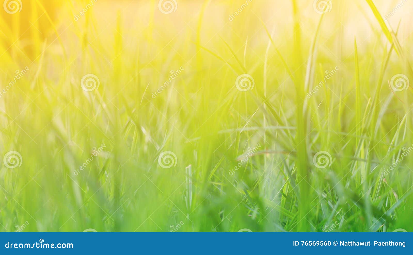 Grass background stock photo. Image of lightshine, wallpaper - 76569560