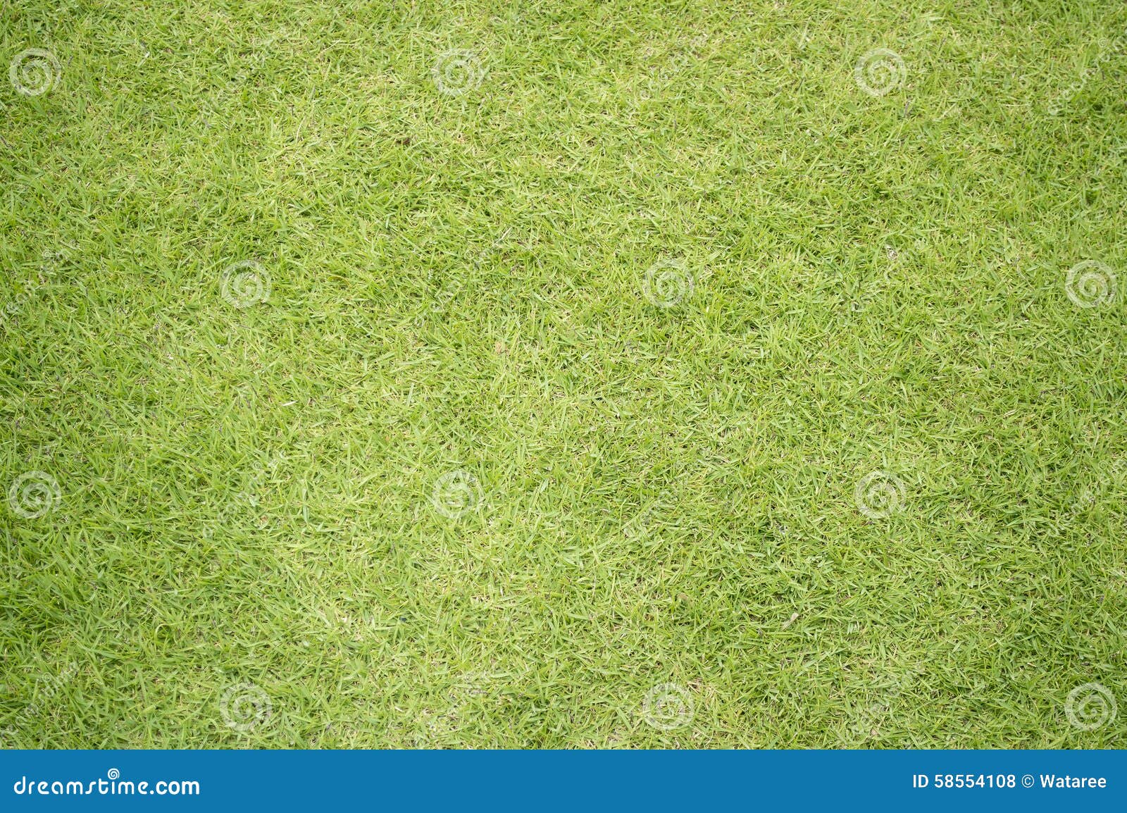 Grass background stock photo. Image of abstract, land - 58554108