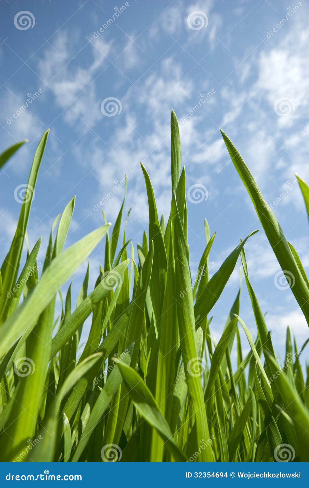 Grass background stock photo. Image of fresh, corn, lawn - 32354694