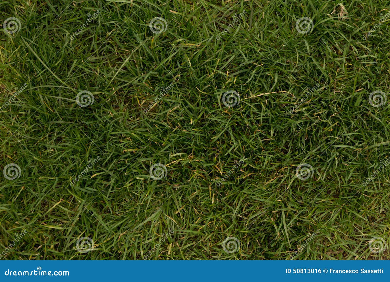 Grass Background from Top View Stock Photo - Image of funny, edge: 50813016