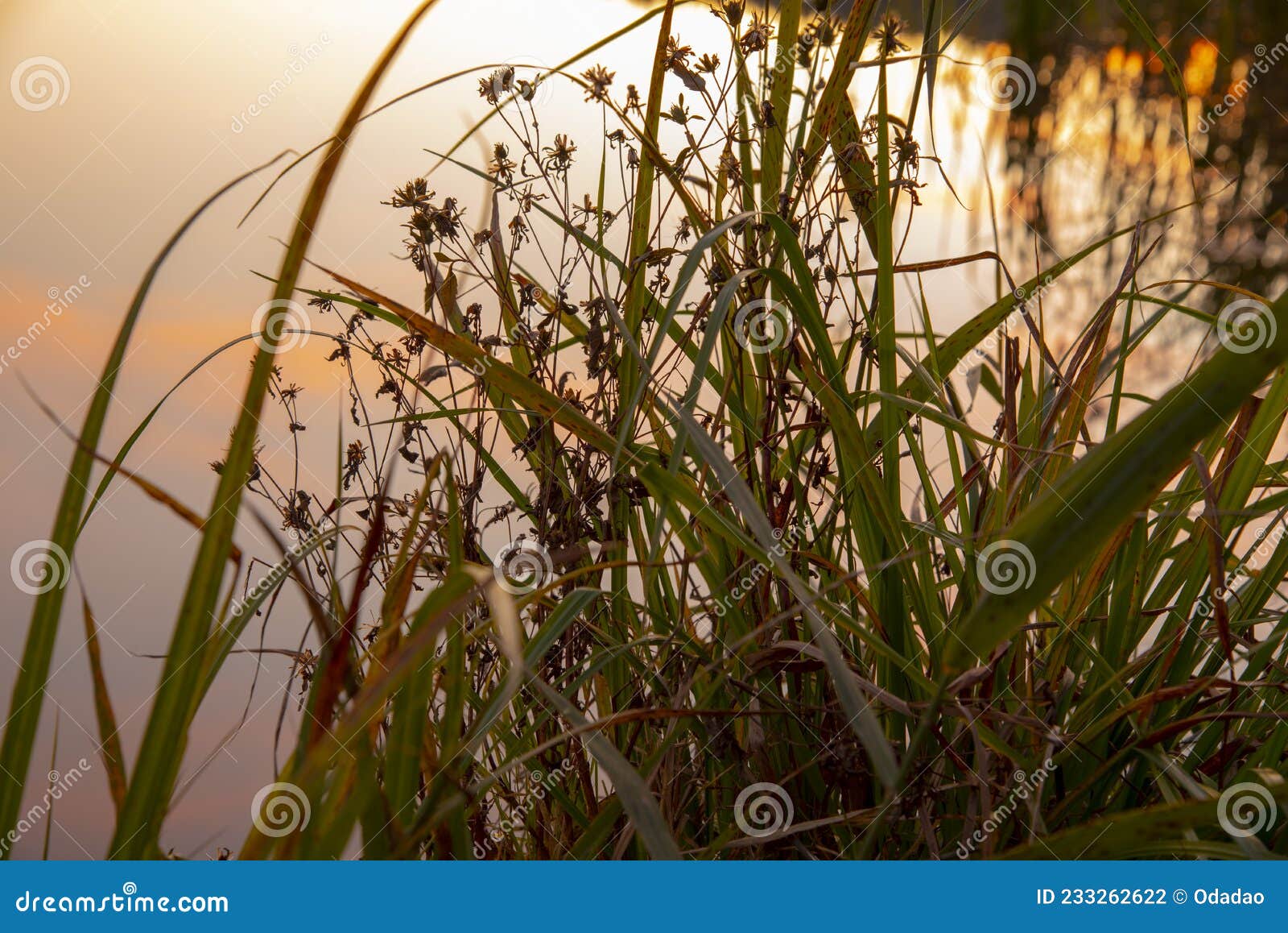 Grass on the Background of Water Illuminated by the Sunset Rays of the ...