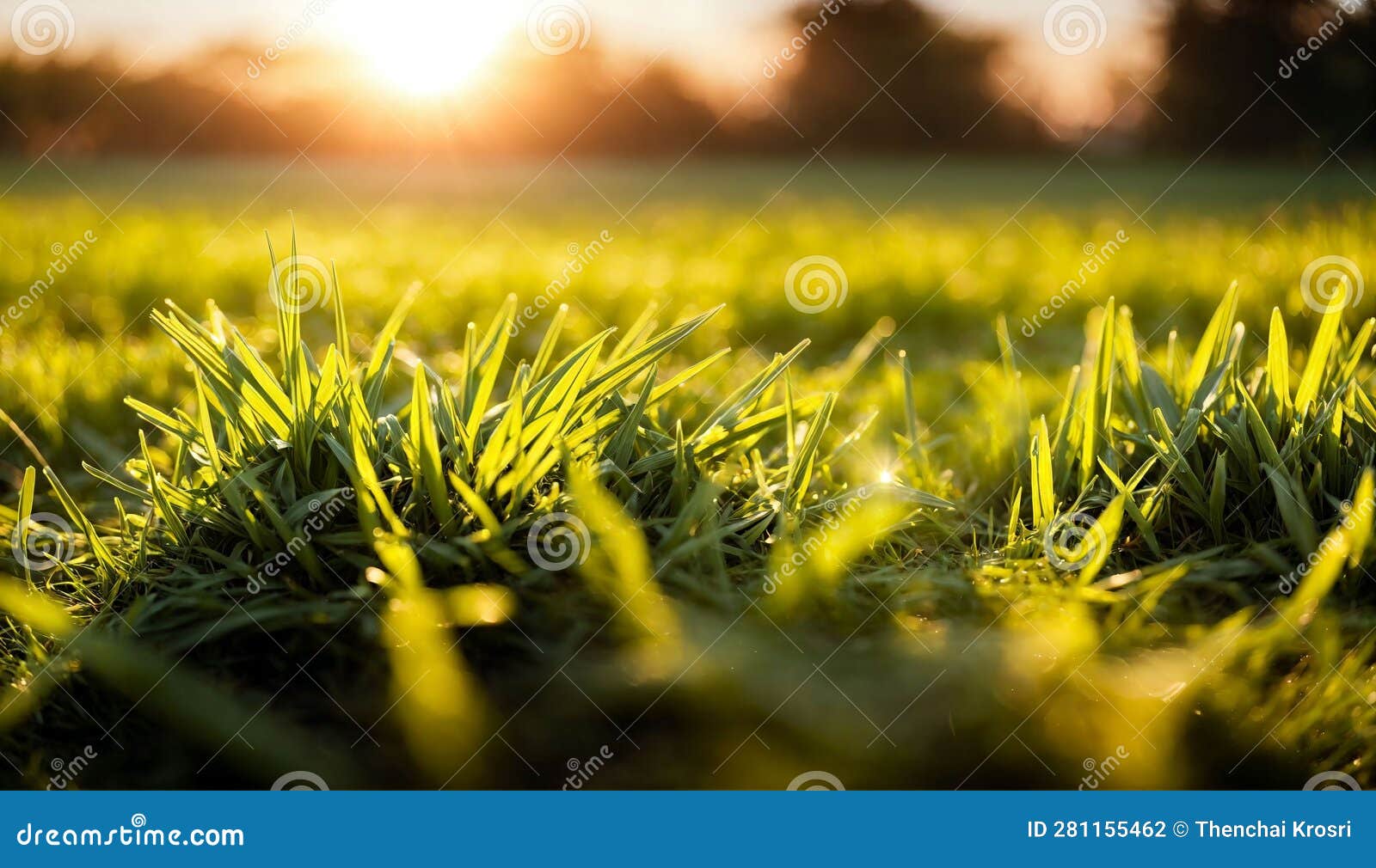 Grass in the Backyard Sunlight Stock Illustration - Illustration of ...
