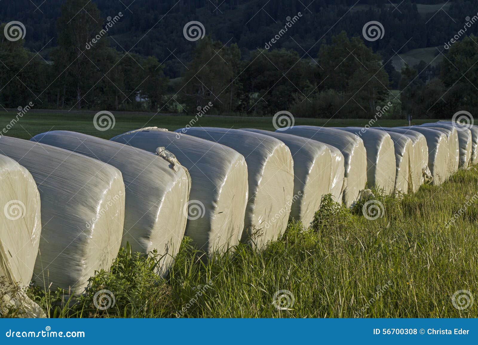 Grass baled silage stock photo. Image of baled, series - 56700308