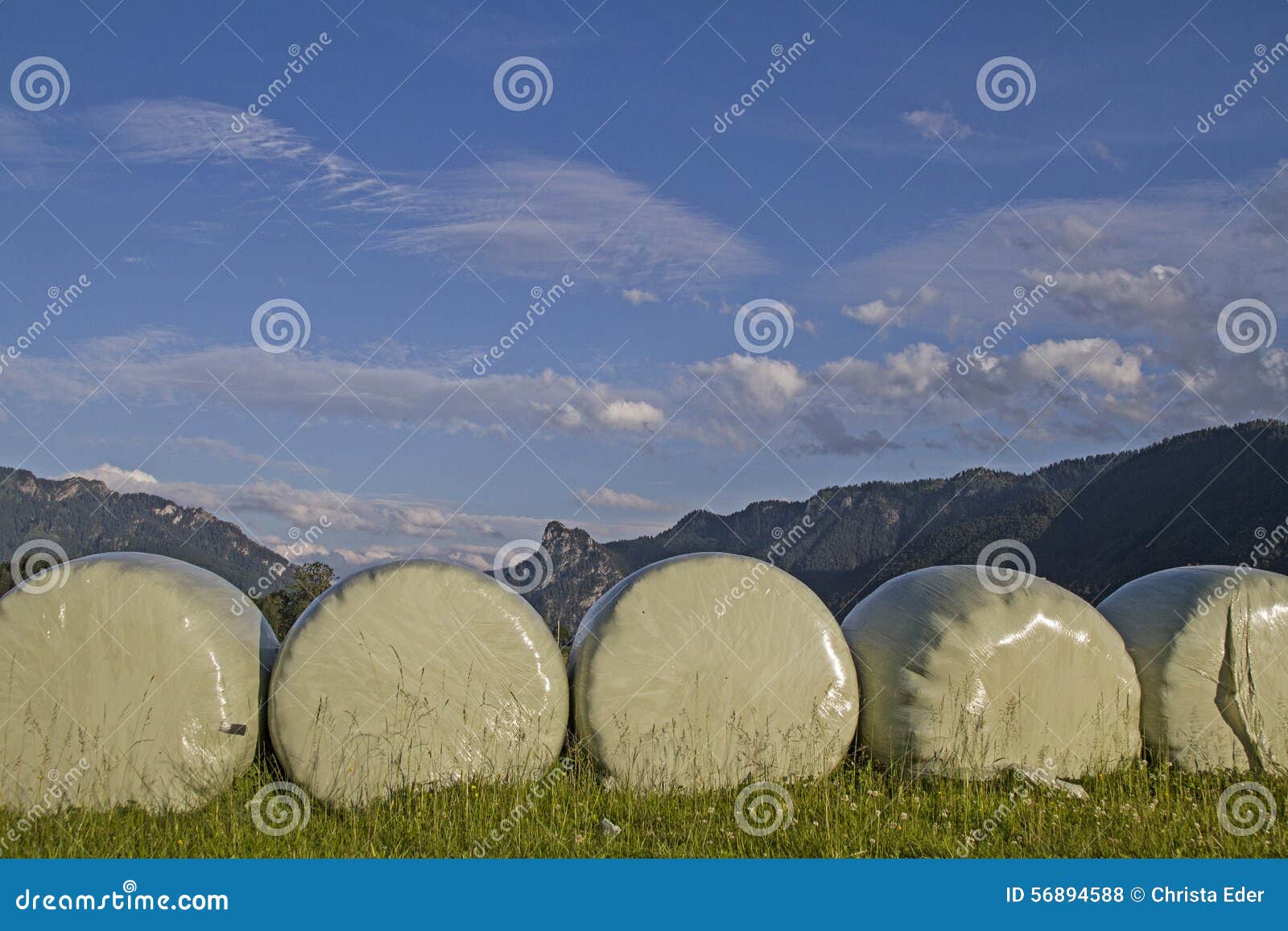 Grass baled silage stock photo. Image of stack, bales - 56894588