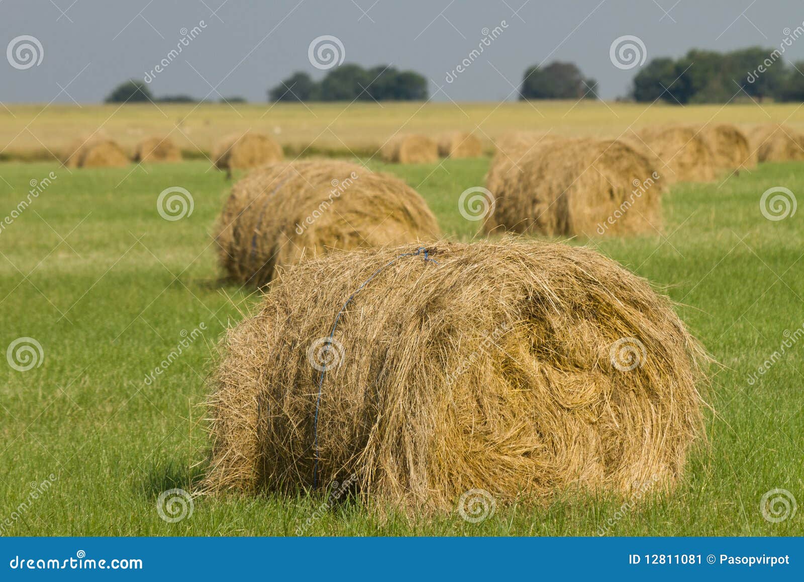 Grass bales for cattle stock image. Image of harvest - 12811081