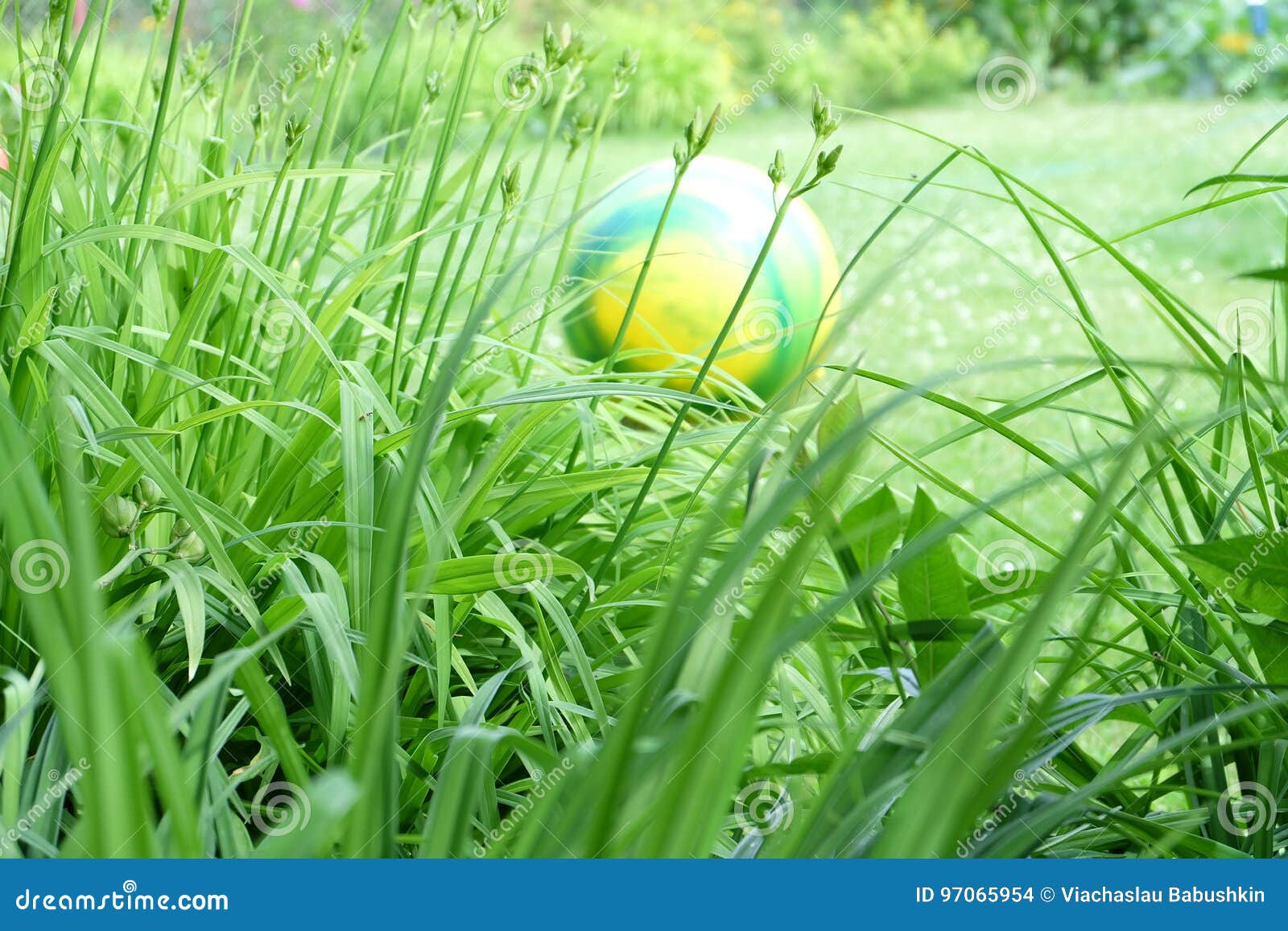 Grass & ball stock photo. Image of tall, ball, grass - 97065954