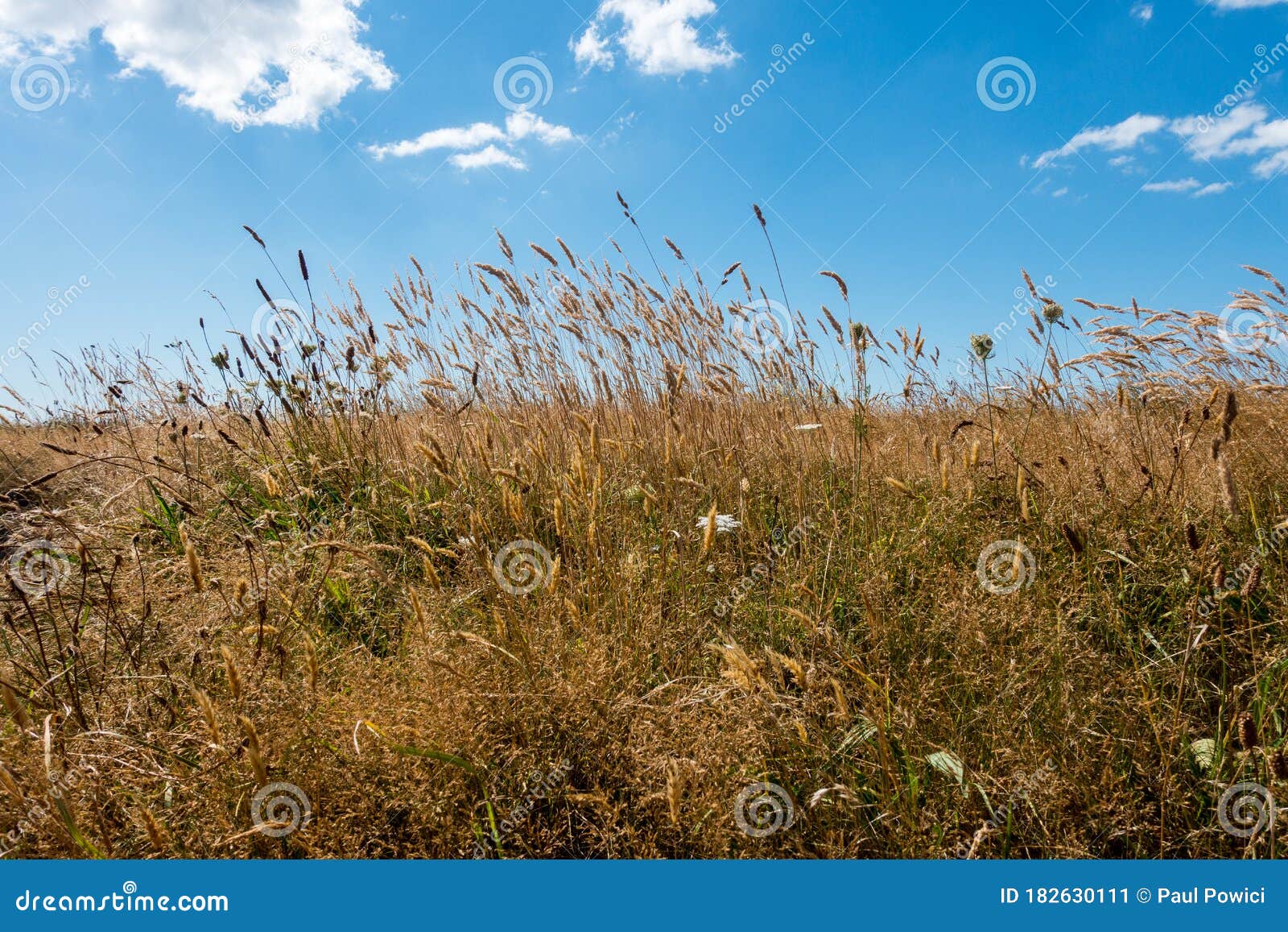 Grass bank stock image. Image of bank, blue, green, environment - 182630111