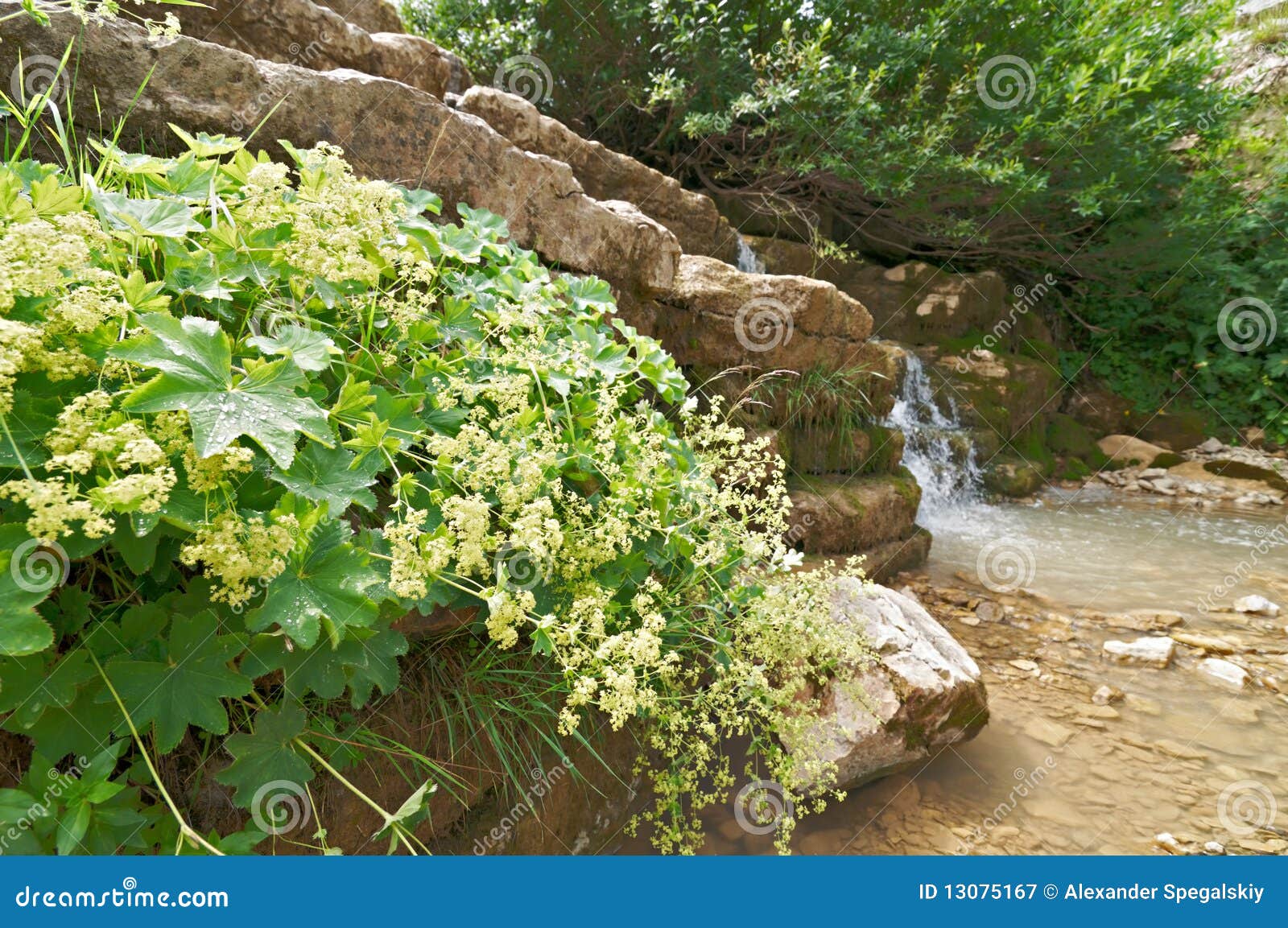 Grass on the Bank of a Stream Stock Image - Image of harmony ...