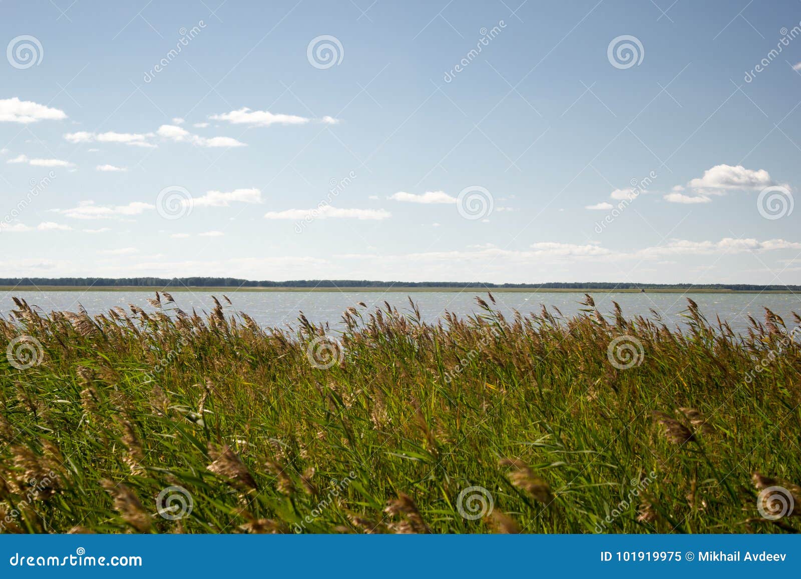 The grass on the banks stock image. Image of river, bank - 101919975