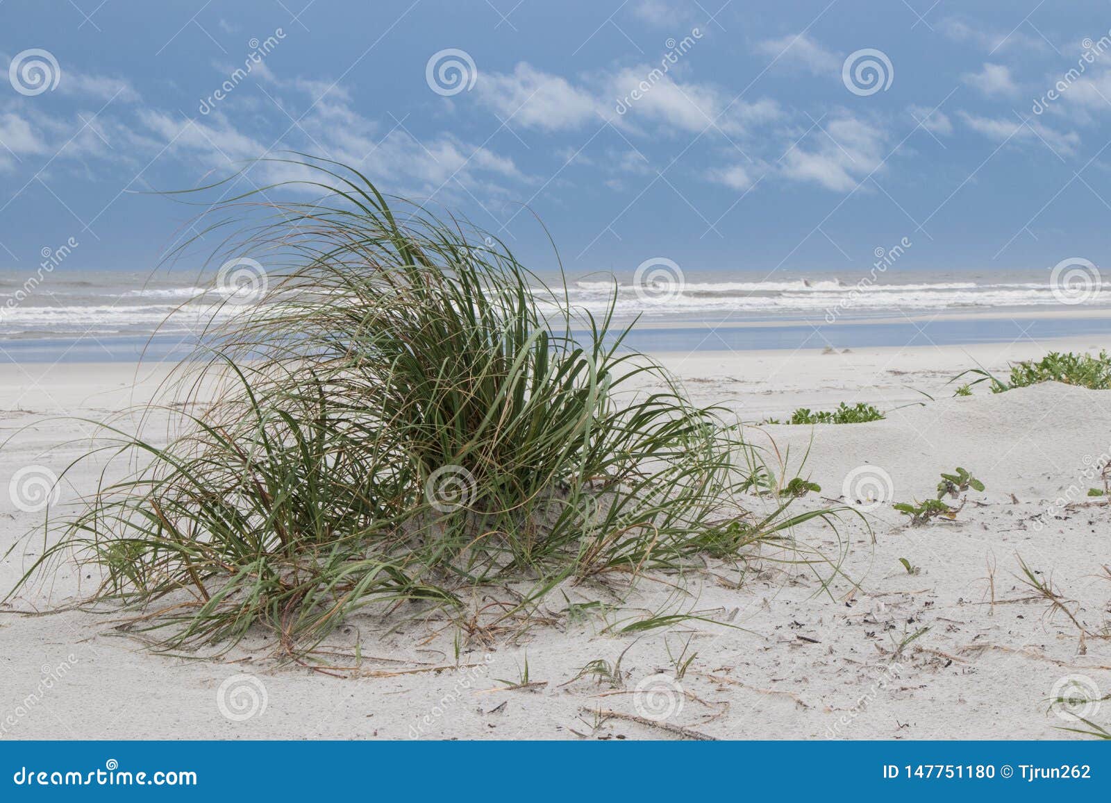 Grass on the Sand Dunes at the Beach Stock Photo - Image of grass, dune ...
