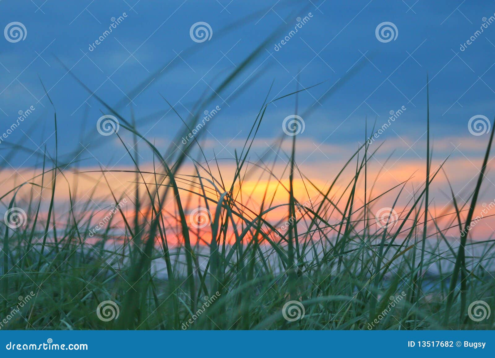 Grass on Beach in Front of Sunset Stock Photo - Image of spring, grass ...