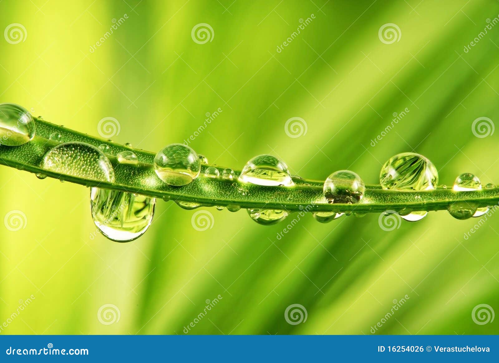 Condensation On Grass