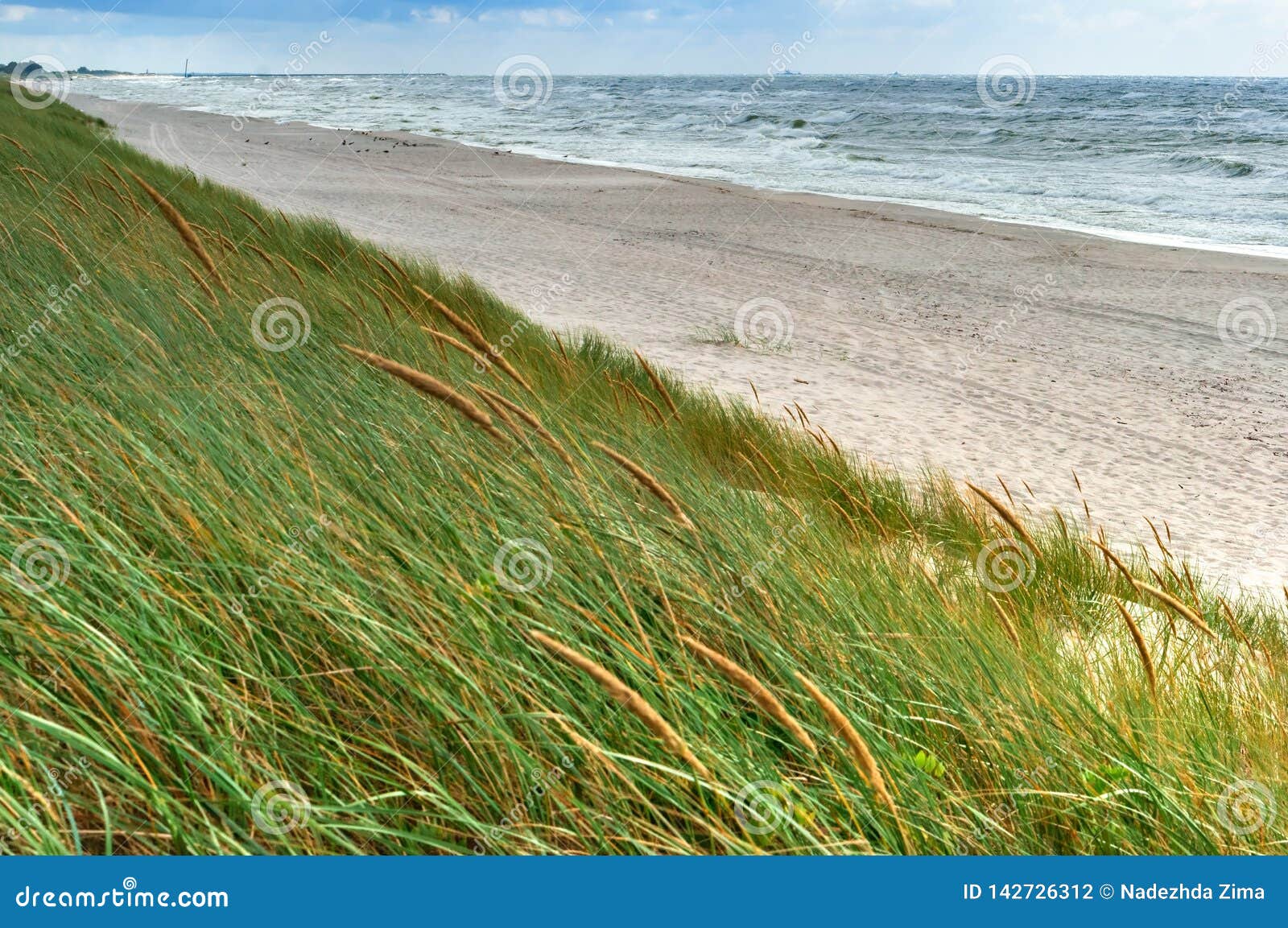 The Grass Bends on the Wind, Windy on the Beach Stock Photo - Image of ...