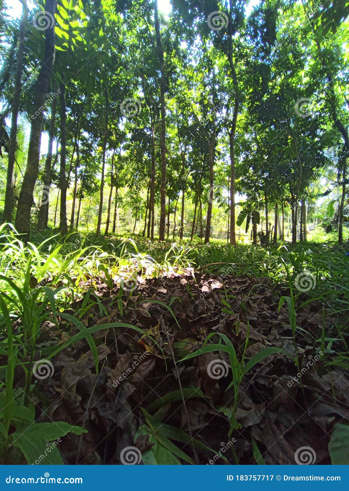 Grass beneath the trees stock image. Image of beneath - 183757717