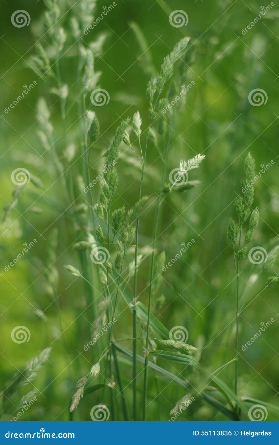 Grass bent stock photo. Image of meadows, meadow, detail - 55113836
