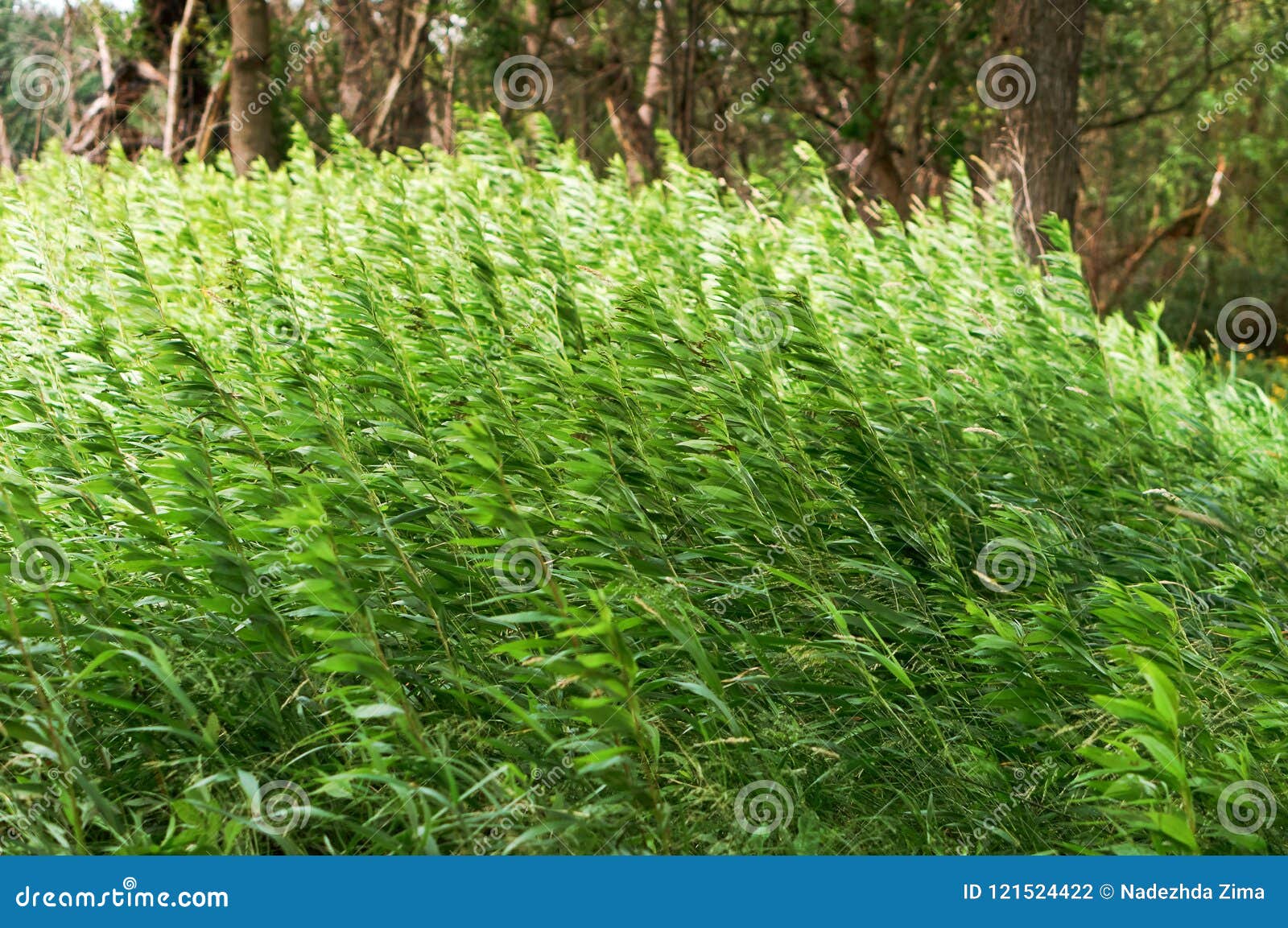 Vegetation Swaying in the Wind, the Grass is Bent by the Wind Stock ...