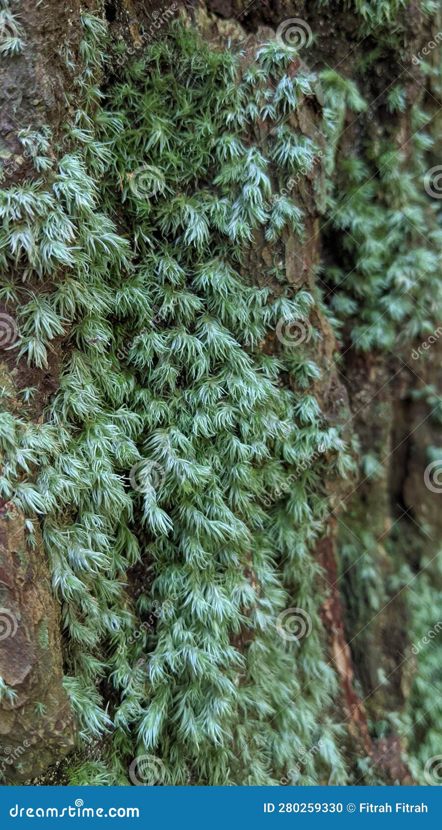 The Grass at the Big Tree on the Jungle Stock Photo - Image of tree ...