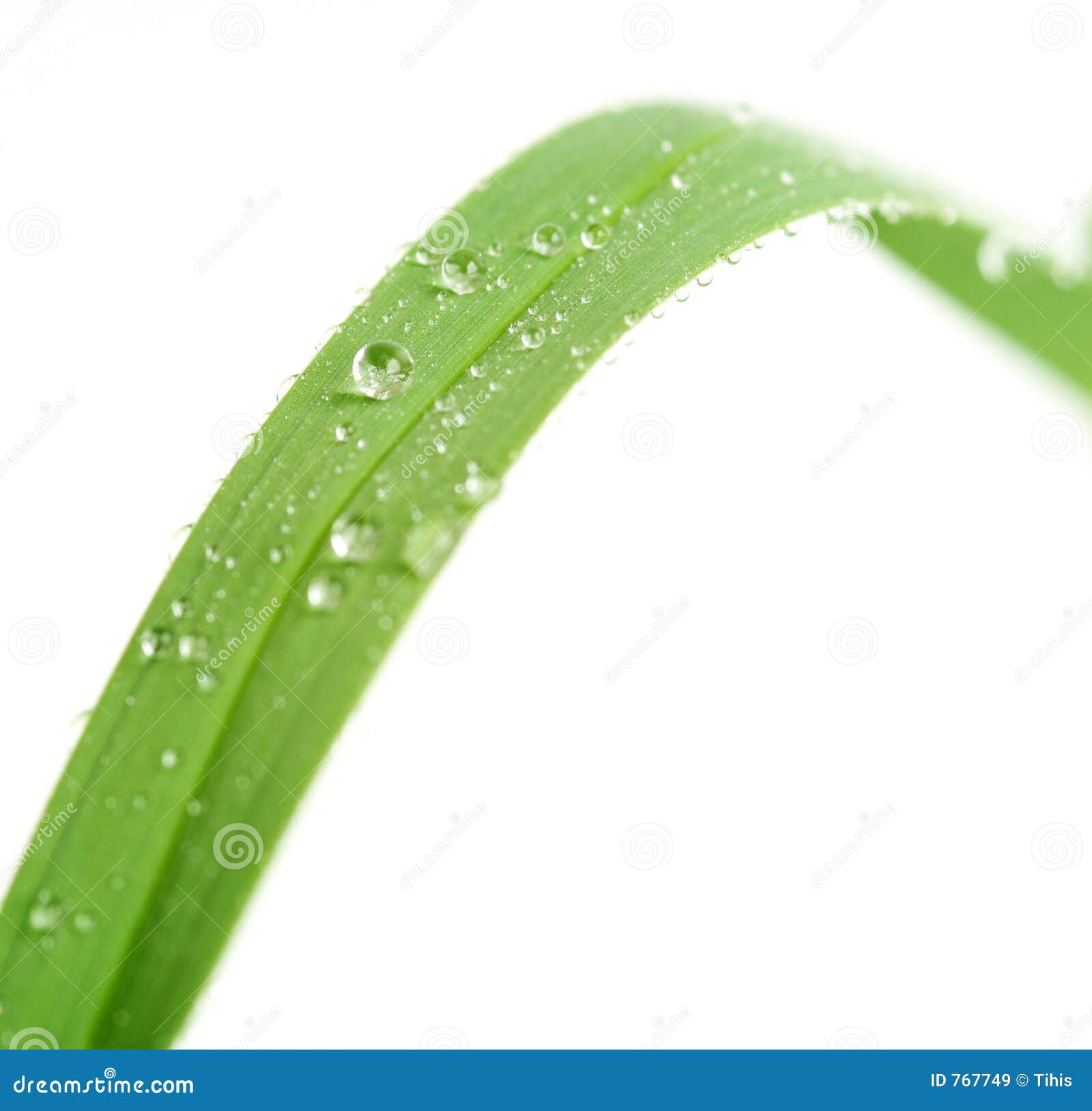 Grass-blade stock image. Image of summer, field, macro - 767749