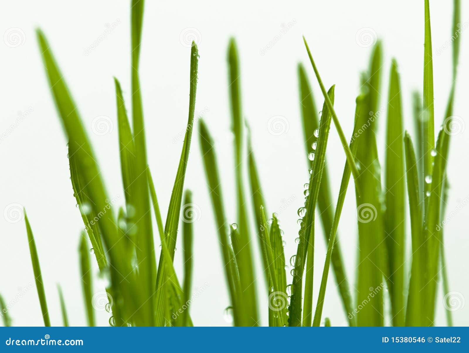 Grass blades stock photo. Image of desktop, blur, field - 15380546