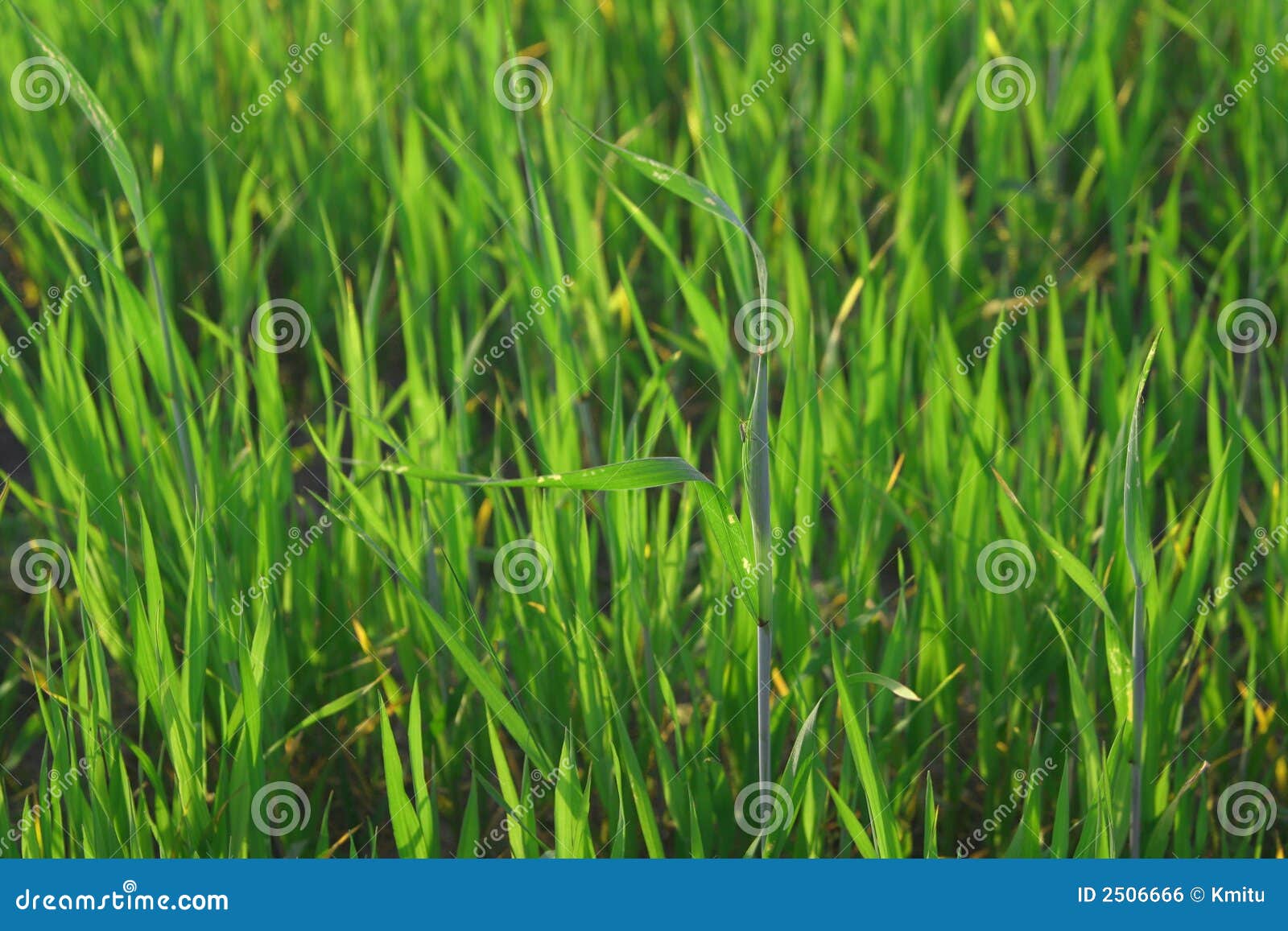 Grass blades stock photo. Image of lush, evergreen, farm - 2506666